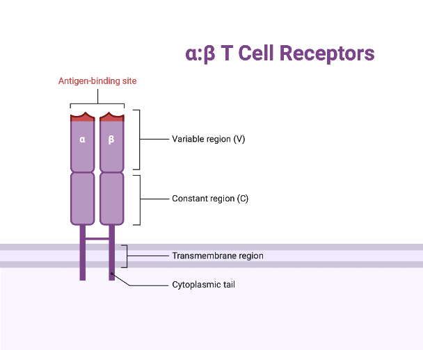 α:β T Cell Receptors | BioRender Science Templates
