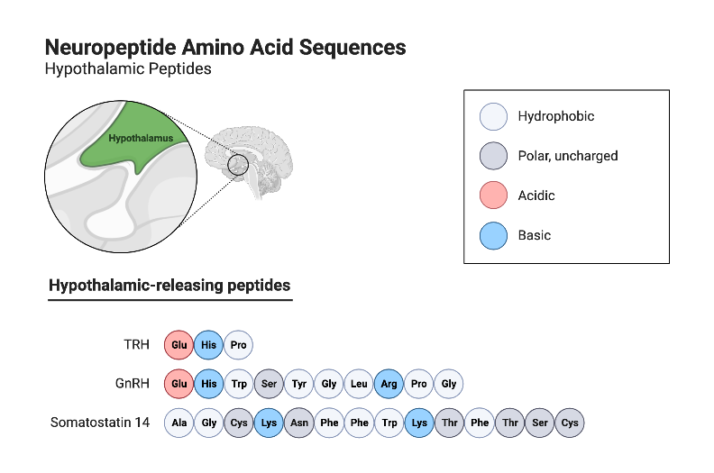 Neuropeptide Amino Acid Sequences - Hypothalamic Peptides | BioRender ...