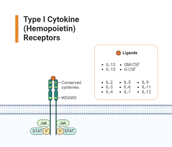 Type I Cytokine (Hemopoietin) Receptors | BioRender Science Templates