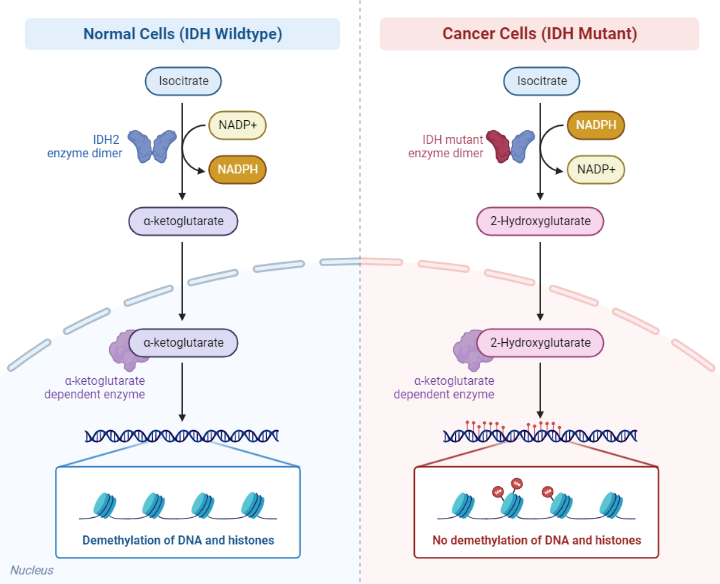 IDH Mutant in Cancer Cells | BioRender Science Templates