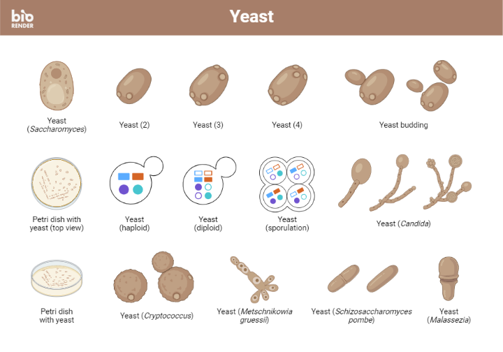 Icon Pack - Yeast | BioRender Science Templates