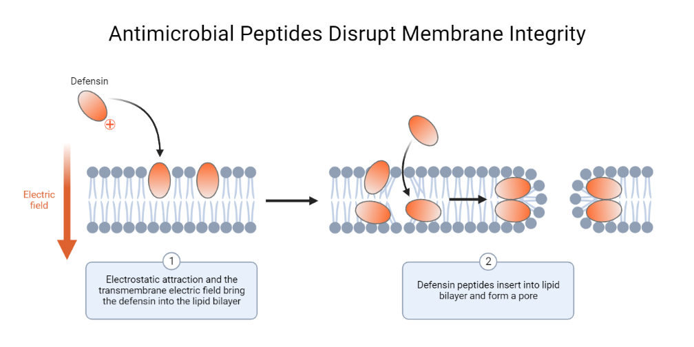 Antimicrobial Peptides Disrupt Membrane Integrity | BioRender Science ...