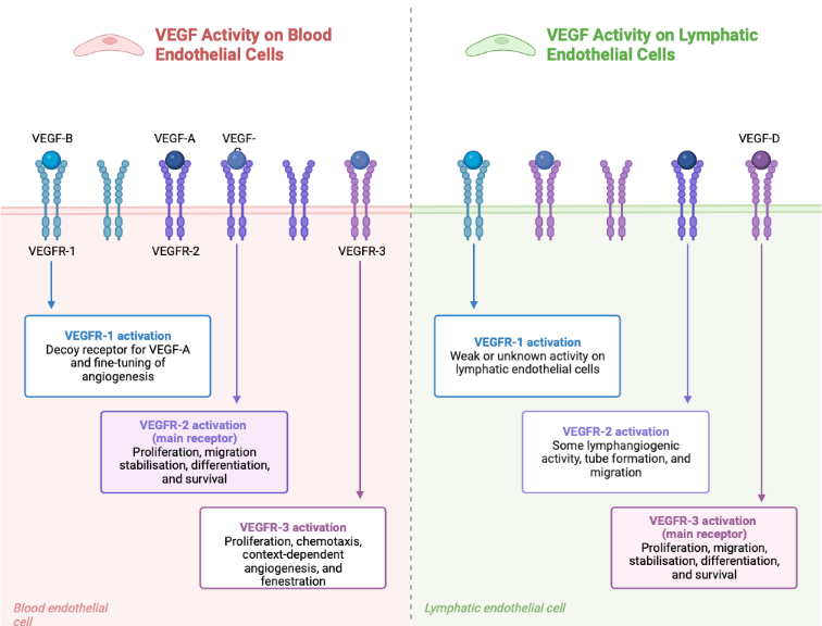 VEGF Signaling in Blood and Lymphatic Endothelial Cells | BioRender ...