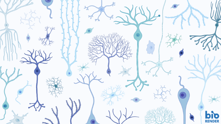 Virtual Background - Cerebellum | BioRender Science Templates