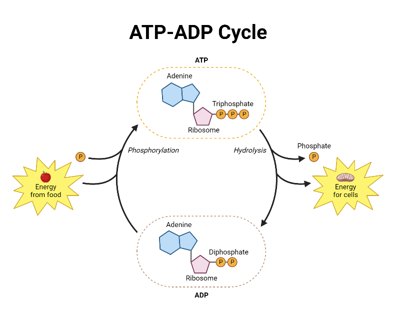 ATP ADP Cycle BioRender Science Templates ATP ADP Cycle BioRender Science Templates
