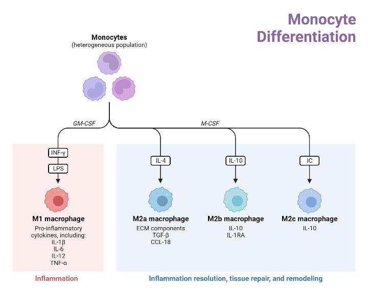 Monocyte Differentiation | BioRender Science Templates