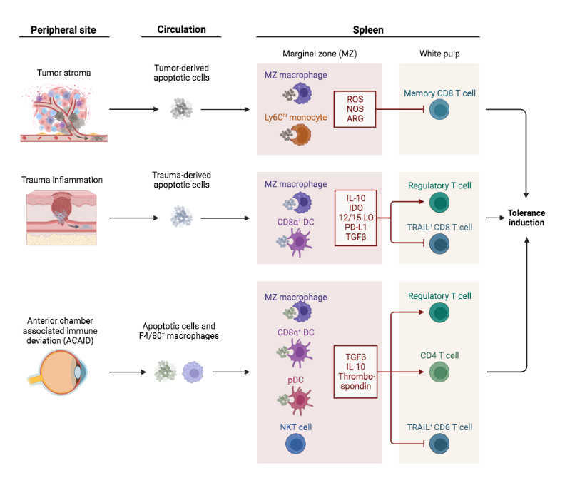 Immune Function of the Spleen | BioRender Science Templates