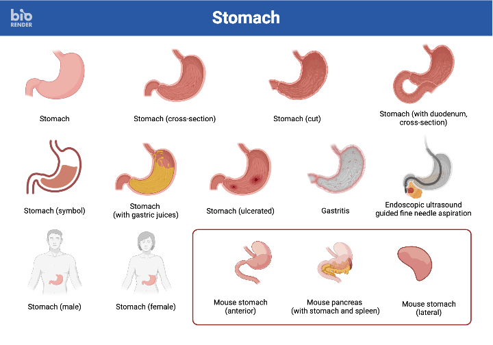 Icon Pack - Stomach | BioRender Science Templates