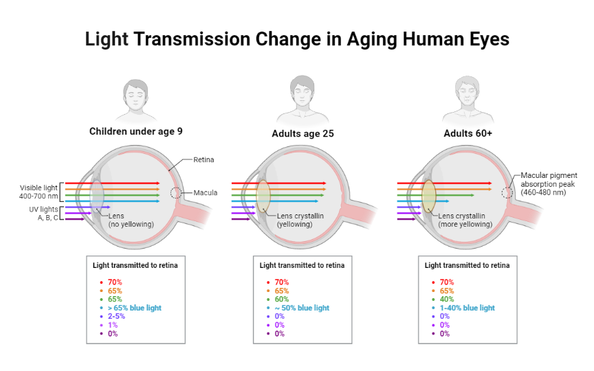 Light Transmission Change in Aging Human Eyes | BioRender Science Templates