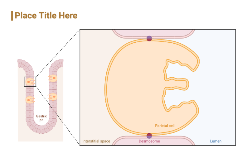 Gastric Pit with Parietal Cell Callout (Layout) | BioRender Science ...