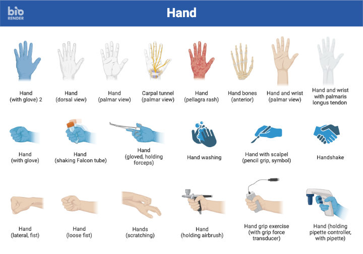 Icon Pack - Hand | BioRender Science Templates