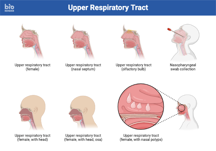 Icon Pack - Upper Upper Respiratory Tract | BioRender Science Templates