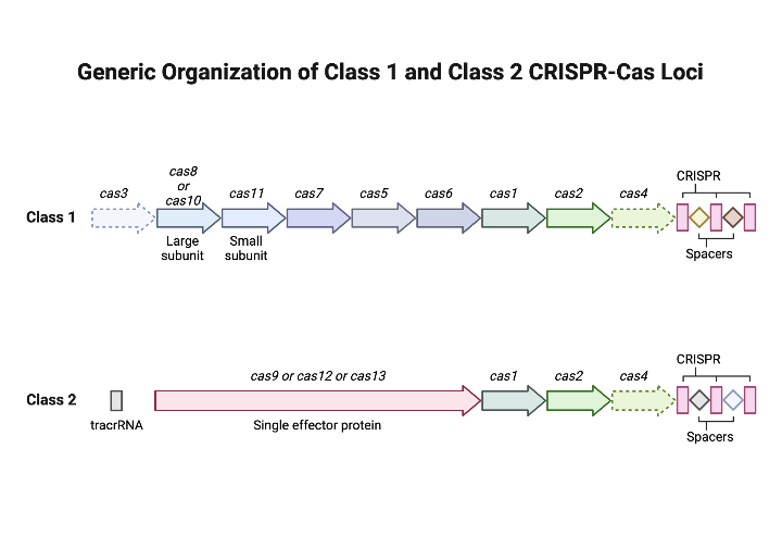 Generic Organization of Class 1 and Class 2 CRISPR-Cas Loci | BioRender ...