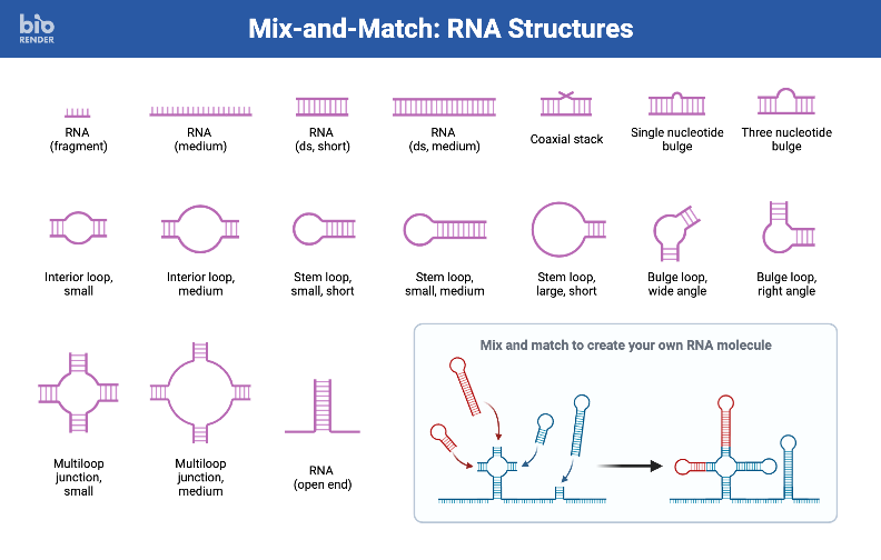 Mix And Match Rna Structures Biorender Science Templates