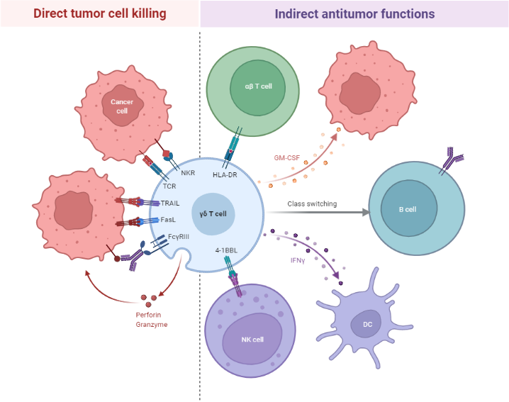 Antitumor Activity of γδ T Cells | BioRender Science Templates