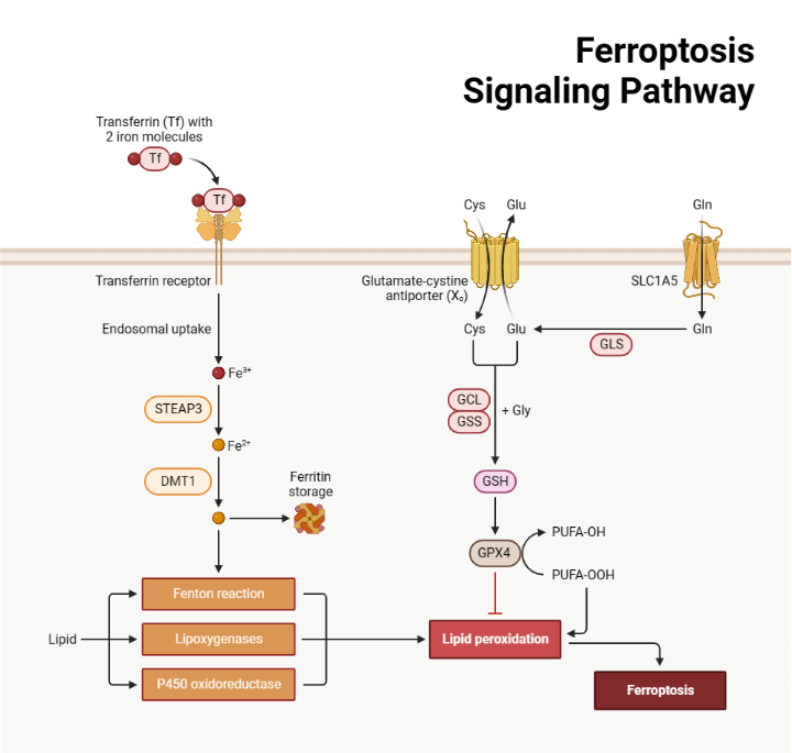 Ferroptosis Signaling Pathway | BioRender Science Templates