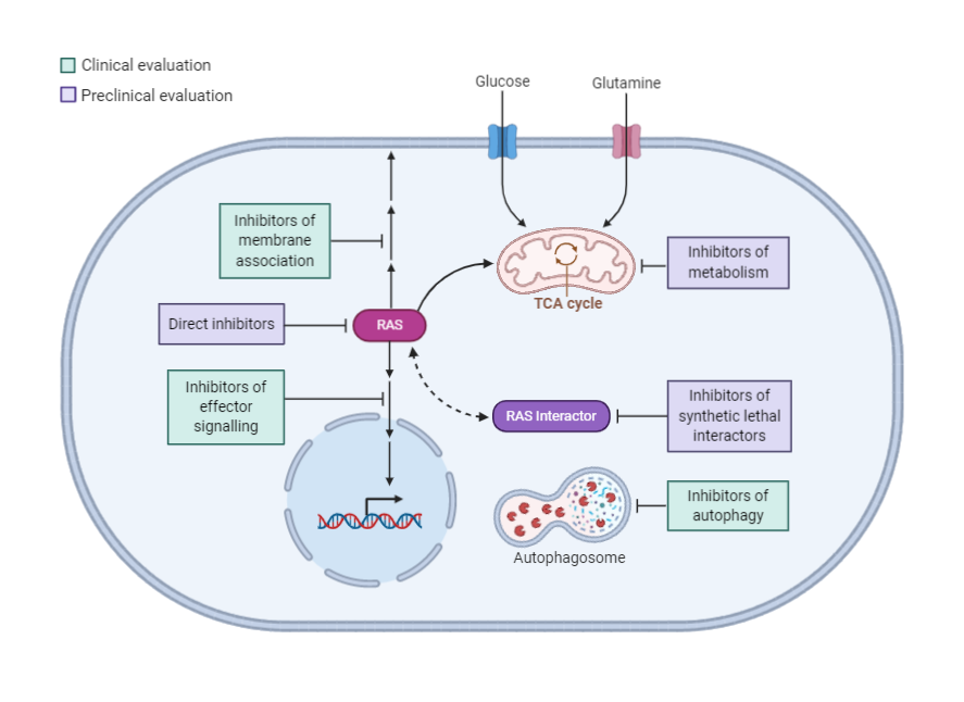 Therapeutic Strategies of RAS Inhibition | BioRender Science Templates