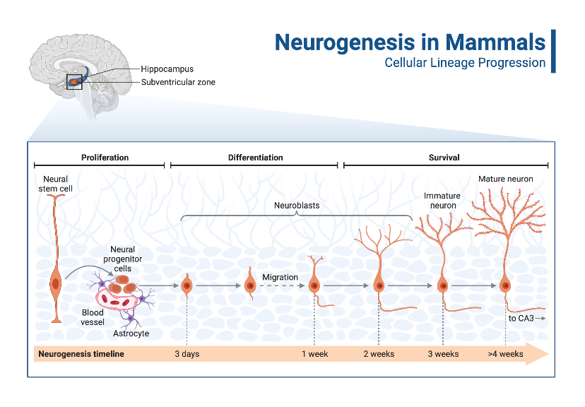 Neurogenesis in Mammals | BioRender Science Templates