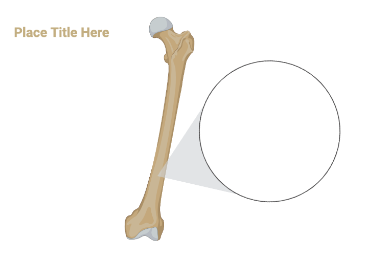 Femur Bone Callout (Layout) | BioRender Science Templates