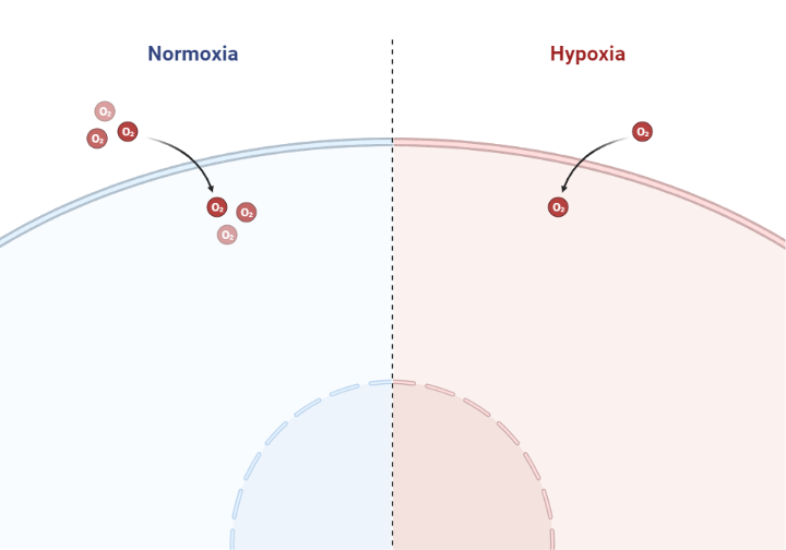 Normoxia vs Hypoxia (Layout) | BioRender Science Templates