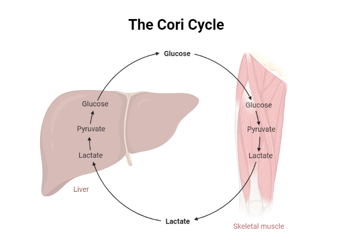 The Cori Cycle | BioRender Science Templates