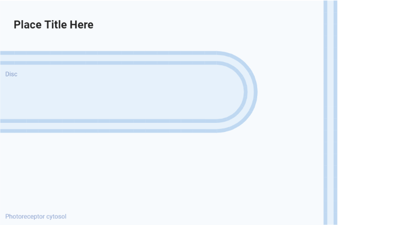 Photoreceptor Structure (Layout) | BioRender Science Templates