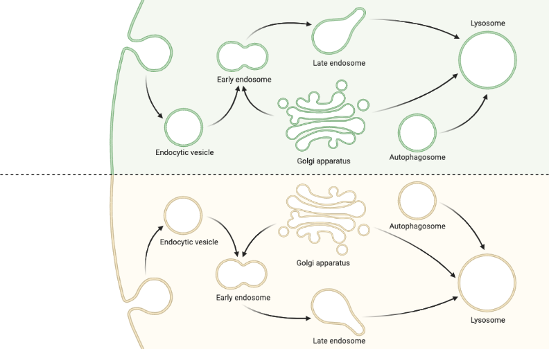 Endocytic Pathway Comparison (Layout) | BioRender Science Templates
