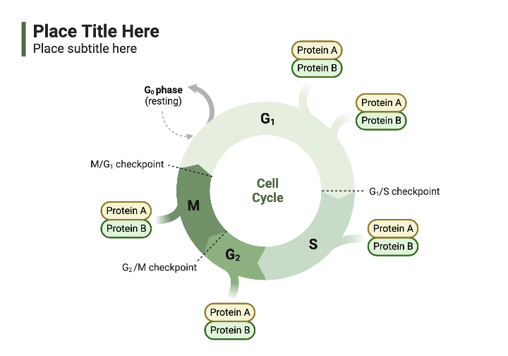 Cell Cycle Checkpoints Layout BioRender Science Templates Cell Cycle Checkpoints Layout BioRender Science Templates