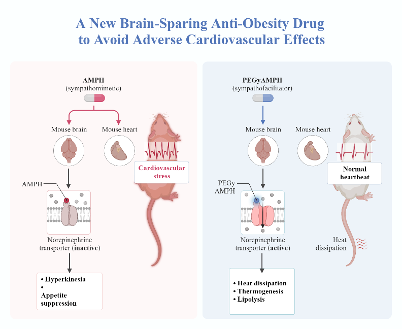 A New Brain-Sparing Anti-Obesity Drug to Avoid Adverse Cardiovascular ...
