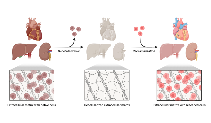 Decellularization and Recellularization of Whole Organs | BioRender ...