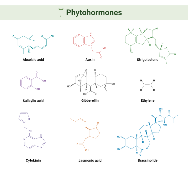 Phytohormones | BioRender Science Templates
