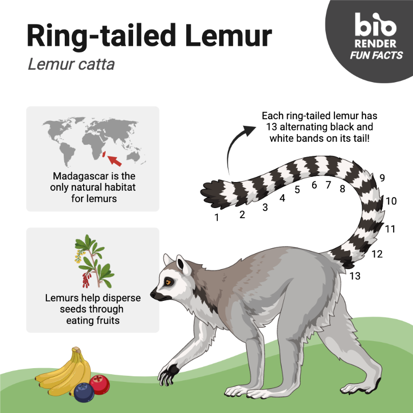 Ring tailed Lemurs BioRender Science Templates Ring tailed Lemurs BioRender Science Templates