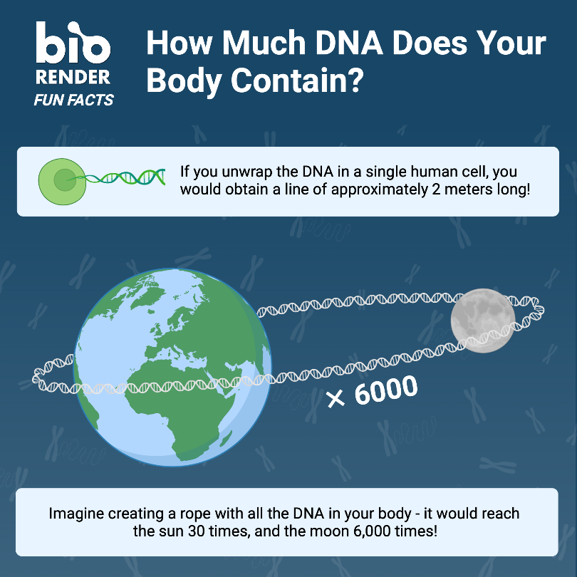 How Much DNA Does Your Body Contain? | BioRender Science Templates