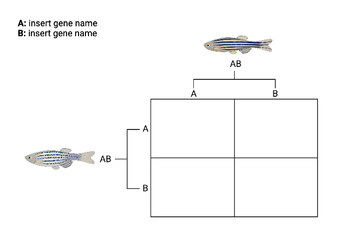 Zebrafish Punnett Square (Layout 2x2) | BioRender Science Templates