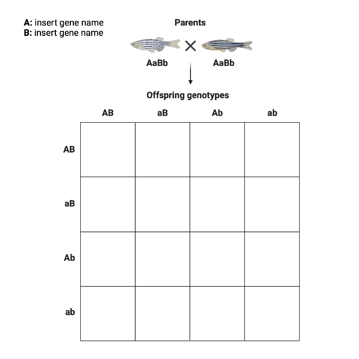 Zebrafish Punnett Square (Layout 4x4) | BioRender Science Templates