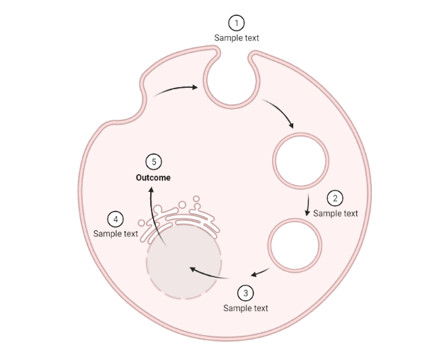 Cell Endocytosis (Layout) | BioRender Science Templates