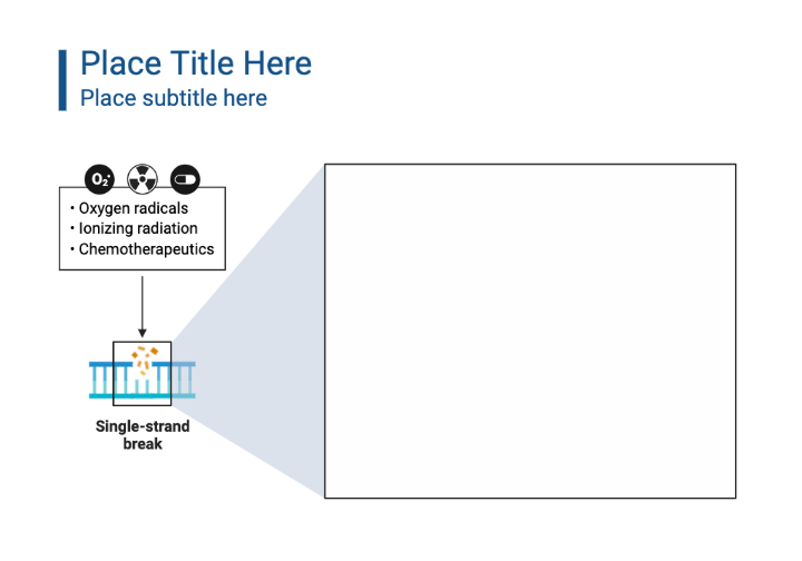 DNA Single-strand Break Callout (Layout) | BioRender Science Templates