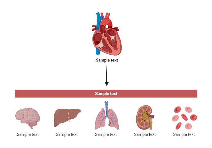 Heart and Organs (Layout) | BioRender Science Templates