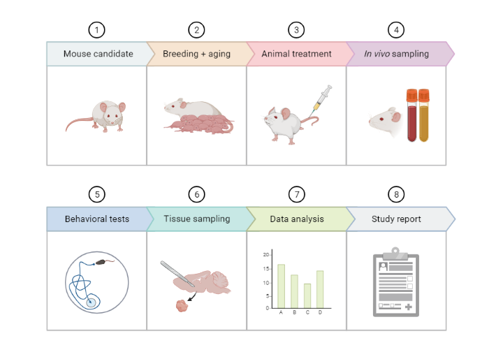 Mice Studies Workflow | BioRender Science Templates