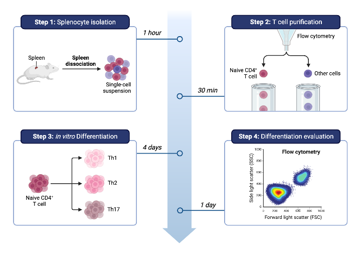Cell Culture Workflow at Erin Birks blog