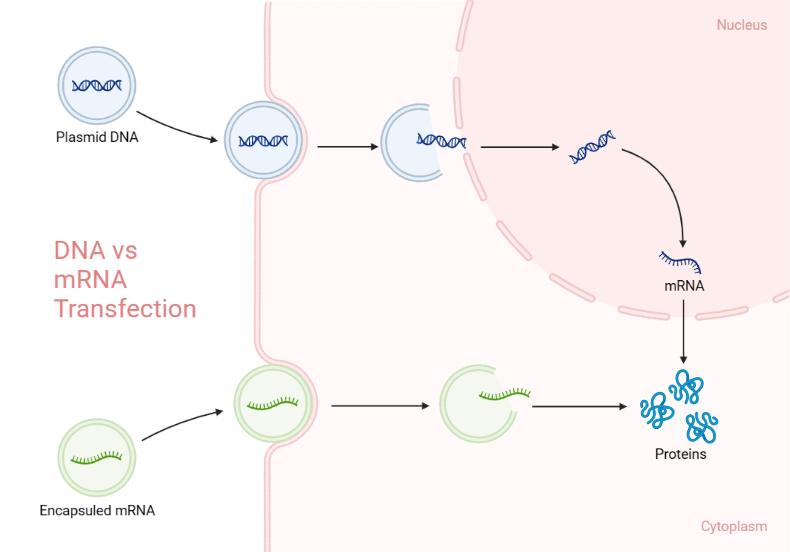 DNA vs mRNA Transfection | BioRender Science Templates