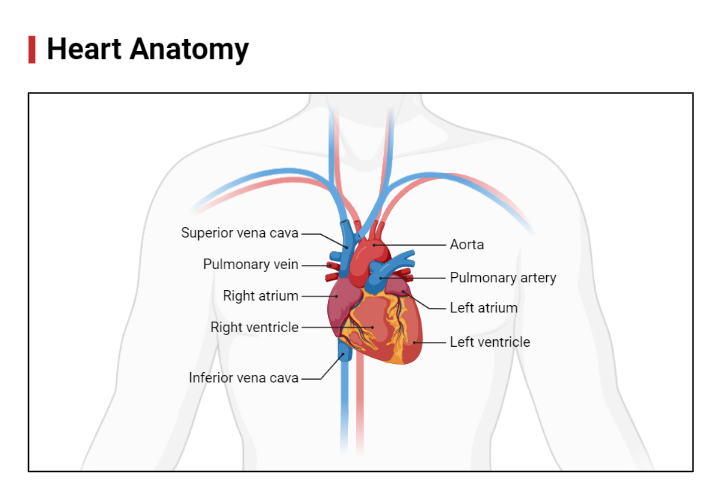 Heart Anatomy with Human Background | BioRender Science Templates