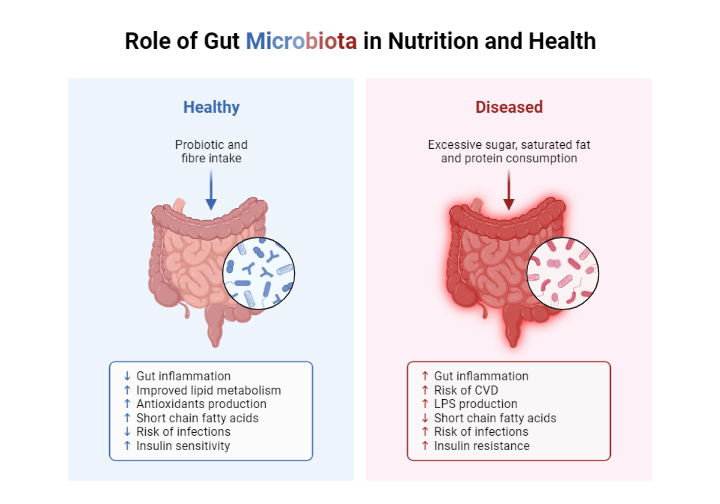 Role of Gut Microbiota in Nutrition and Health | BioRender Science ...