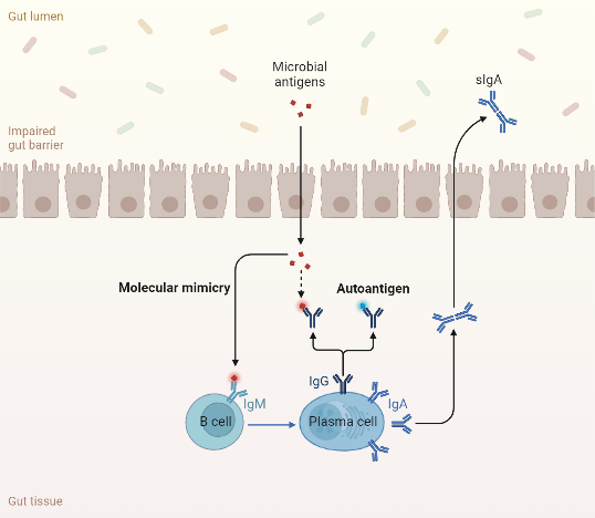 B Cell and Plasma Cell Response to Gut Microbiota Pathogens | BioRender ...