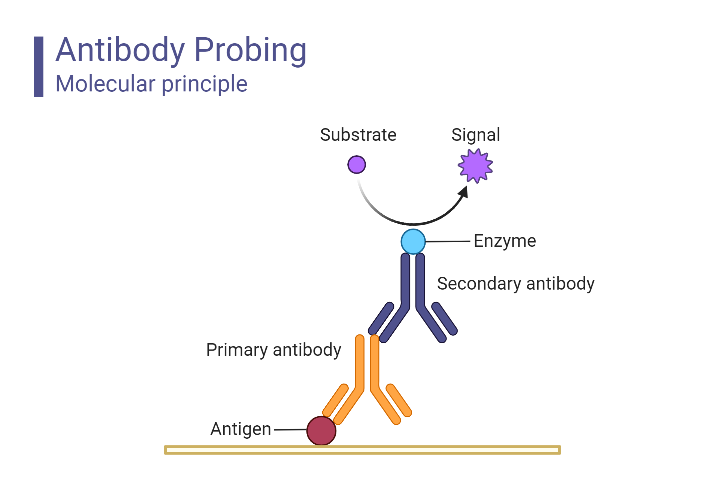 Antibody Probing | BioRender Science Templates