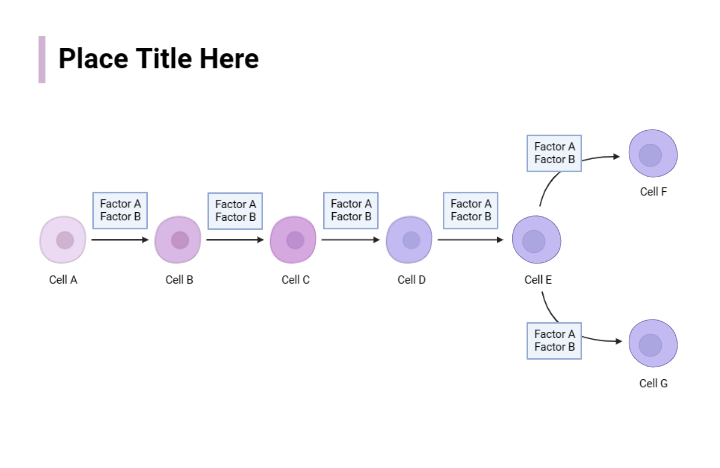 Cell Differentiation Pathway (Layout, Horizontal with Split ...