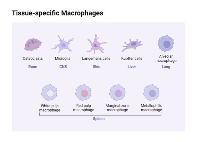 Tissue-specific Macrophages | BioRender Science Templates