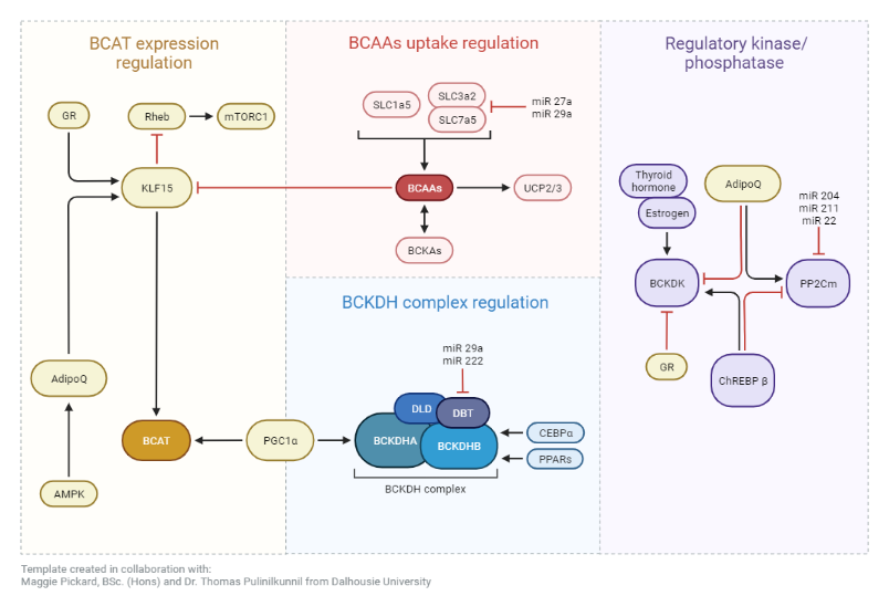 Transcriptional and Hormonal Regulators of BCAA Catabolizing Enzymes ...