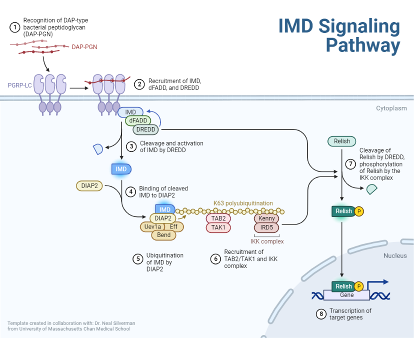 IMD Signaling Pathway | BioRender Science Templates