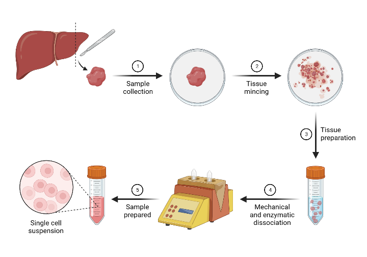 Tissue Sample Preparation BioRender Science Templates Tissue Sample Preparation BioRender Science Templates